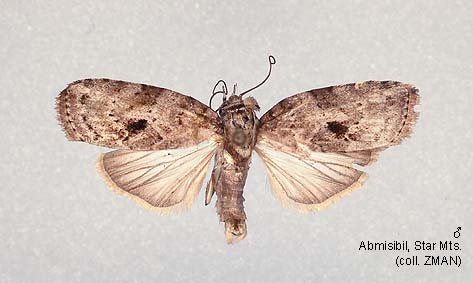 Papua Insects Foundation (Lepidoptera/Nolidae/Chloephorinae ...